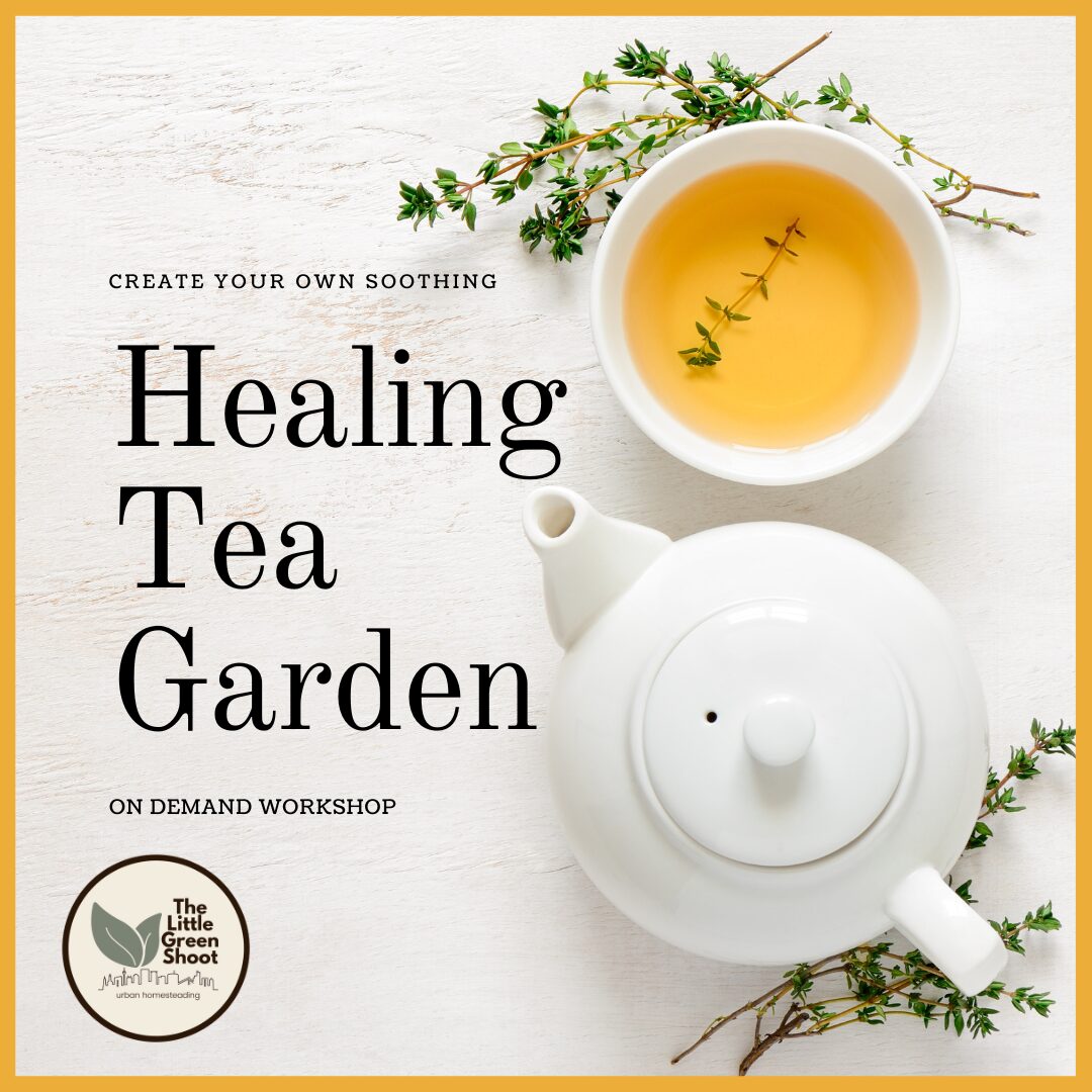 Soothing, Healing Herbal Tea Workshop ☕ - The Little Green Shoot